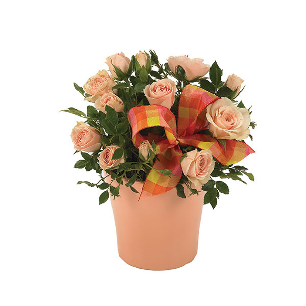 Pink Mini Rose Plant for Mom for delivery today | Flowers By Nora