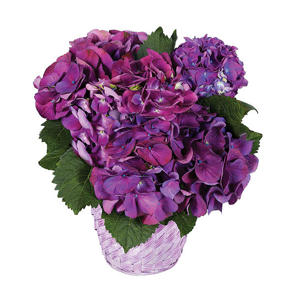 Purple Hydrangea Plant for delivery today | Flowers By Nora
