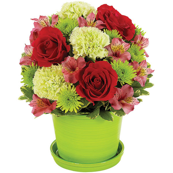 Sorbet Blooms for delivery today | Flowers By Eva