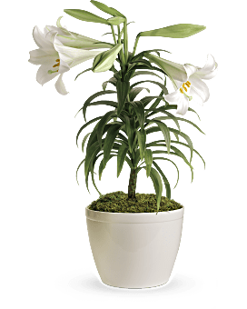 Easter flowers for delivery today | Terry's Florist